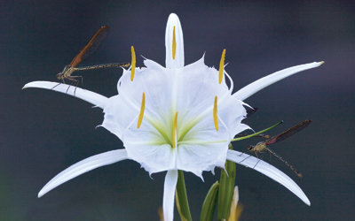 Lilies of Alabama | Features | annistonstar.com