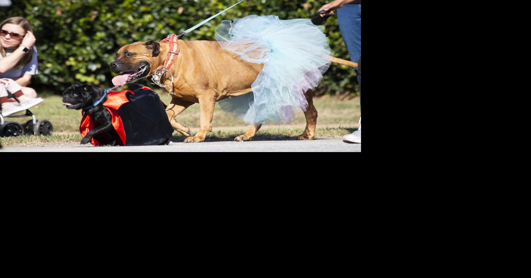 Photo gallery: King's Stables Horse and Hound Parade | The Daily Home ...