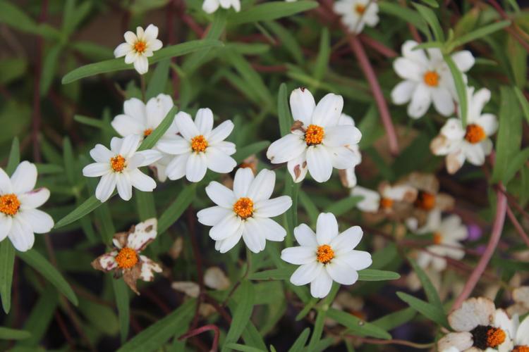 Looking back on this summer in the garden, and taking steps to prepare ...