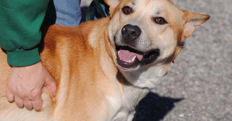 Anniston Animal Shelter: Bolt | Community | annistonstar.com