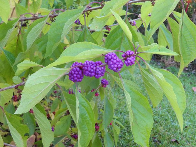 This season, fill your garden with native, non-invasive plants | Home ...
