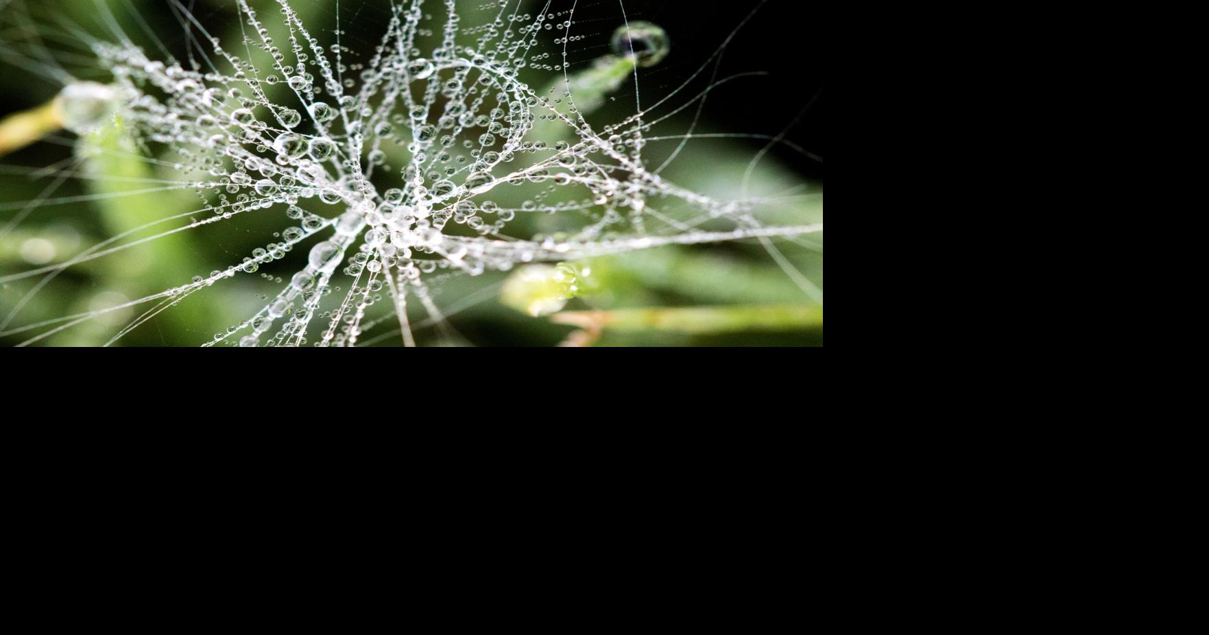 Dew catchers (photos) | The Daily Home | annistonstar.com