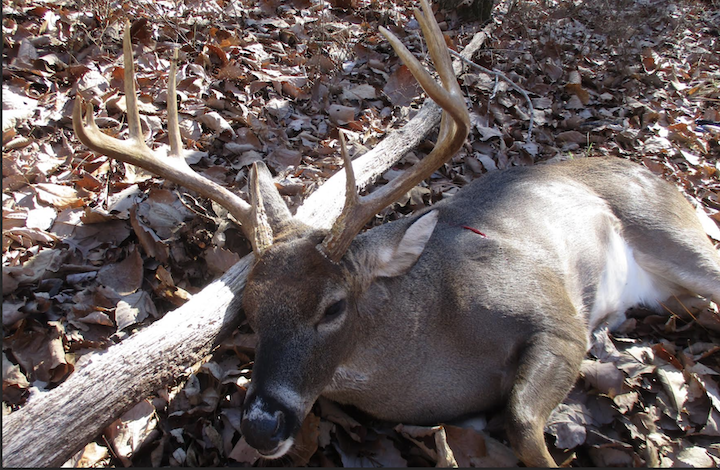 Hunting deer during the rut and pre-rut in Alabama | News ...