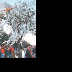 The spirit of the Toomer's Corner trees in Auburn | Opinion ...