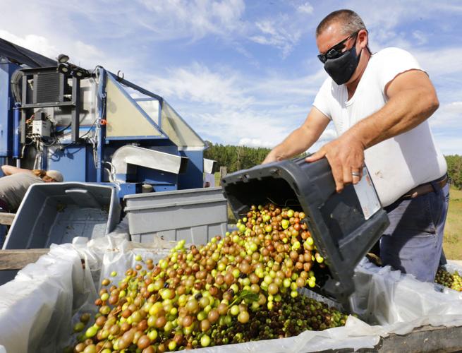 PHOTOS: How Fruithurst Winery Co. makes muscadine wine | Features ...