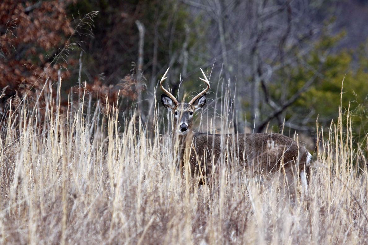 Outdoors: Clear cut tactics for hunting clear cuts | Sports ...