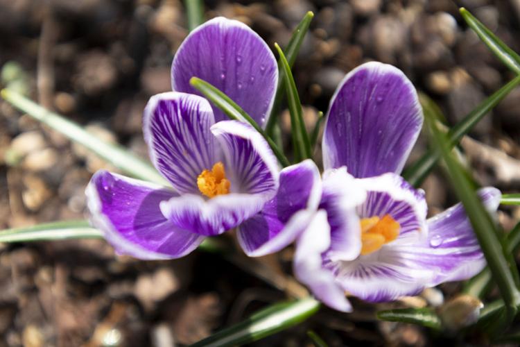 Photos: Early spring in ephemeral blooms | The Daily Home ...