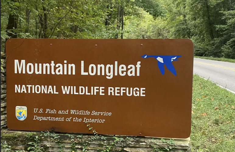 Mountain Longleaf National Wildlife Refuge protects old growth forests ...