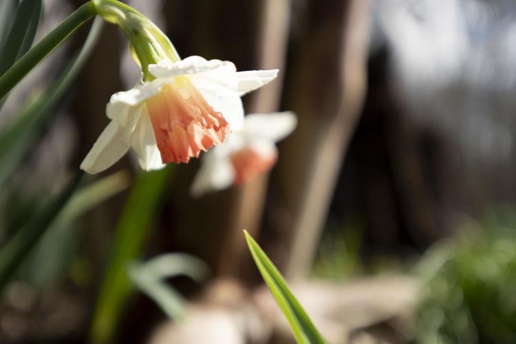 Photos: Early spring in ephemeral blooms | The Daily Home ...