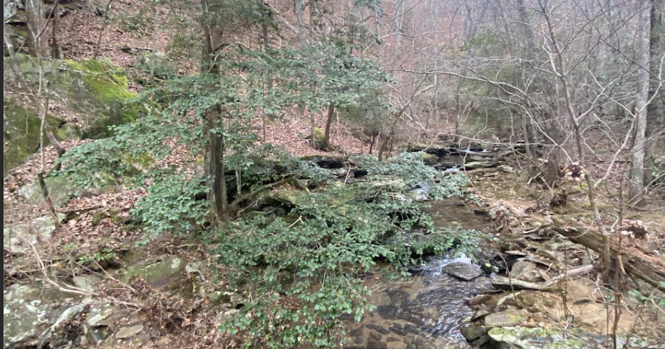 Alabama's boughs of holly trees make winters brighter | News ...