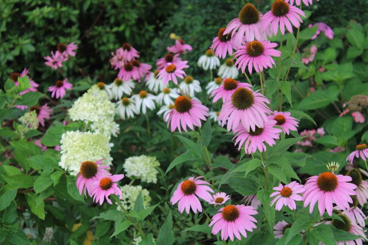 This season, fill your garden with native, non-invasive plants | Home ...