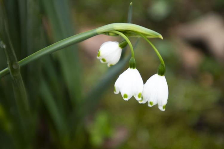 Photos: Early spring in ephemeral blooms | The Daily Home ...