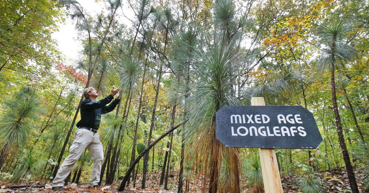 Alabama looked very different, back when the longleaf pine was king ...