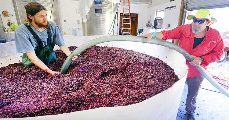 PHOTOS: How Fruithurst Winery Co. makes muscadine wine | Features ...