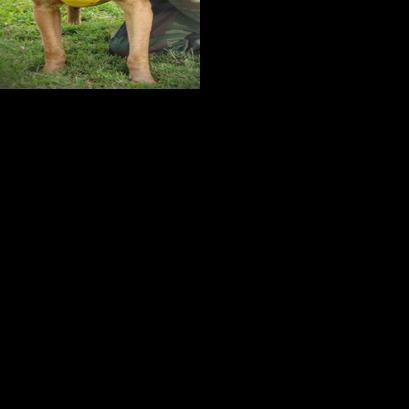 Cheaha Regional Humane Society: Cesar | Community | annistonstar.com