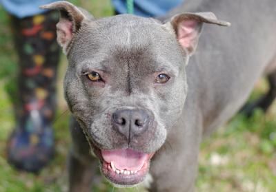 Anniston Animal Shelter: Ava | Community | annistonstar.com