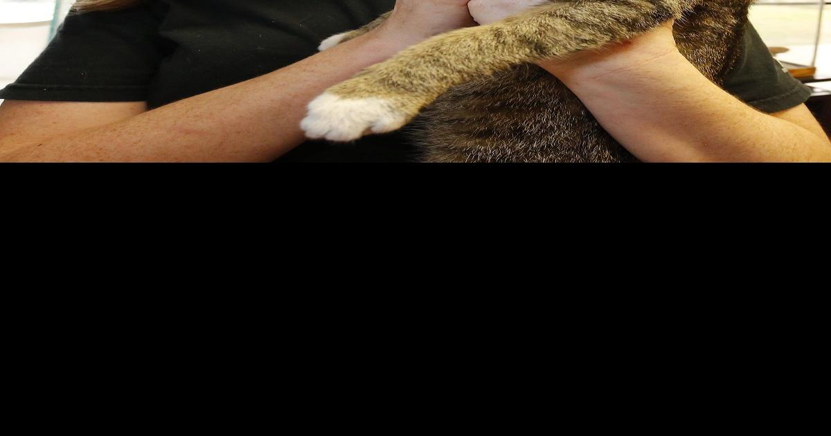 State bill requires animal shelters file monthly reports | News ...