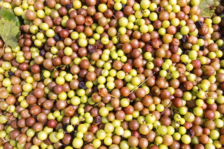 PHOTOS: How Fruithurst Winery Co. makes muscadine wine | Features ...