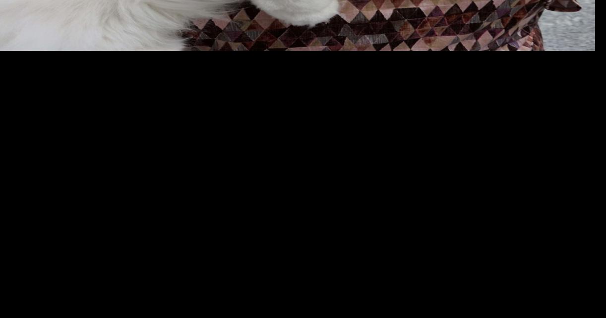 “Cat show” competition returns to Anniston this weekend | Anniston ...