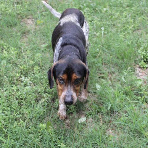 Pets of the Week: Meet Smeagle and Connor (photos) | Free ...