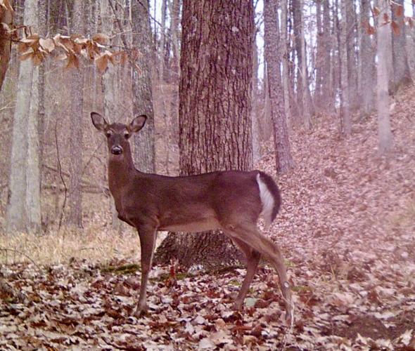 Deer hunting is about observing other wildlife | | annistonstar.com