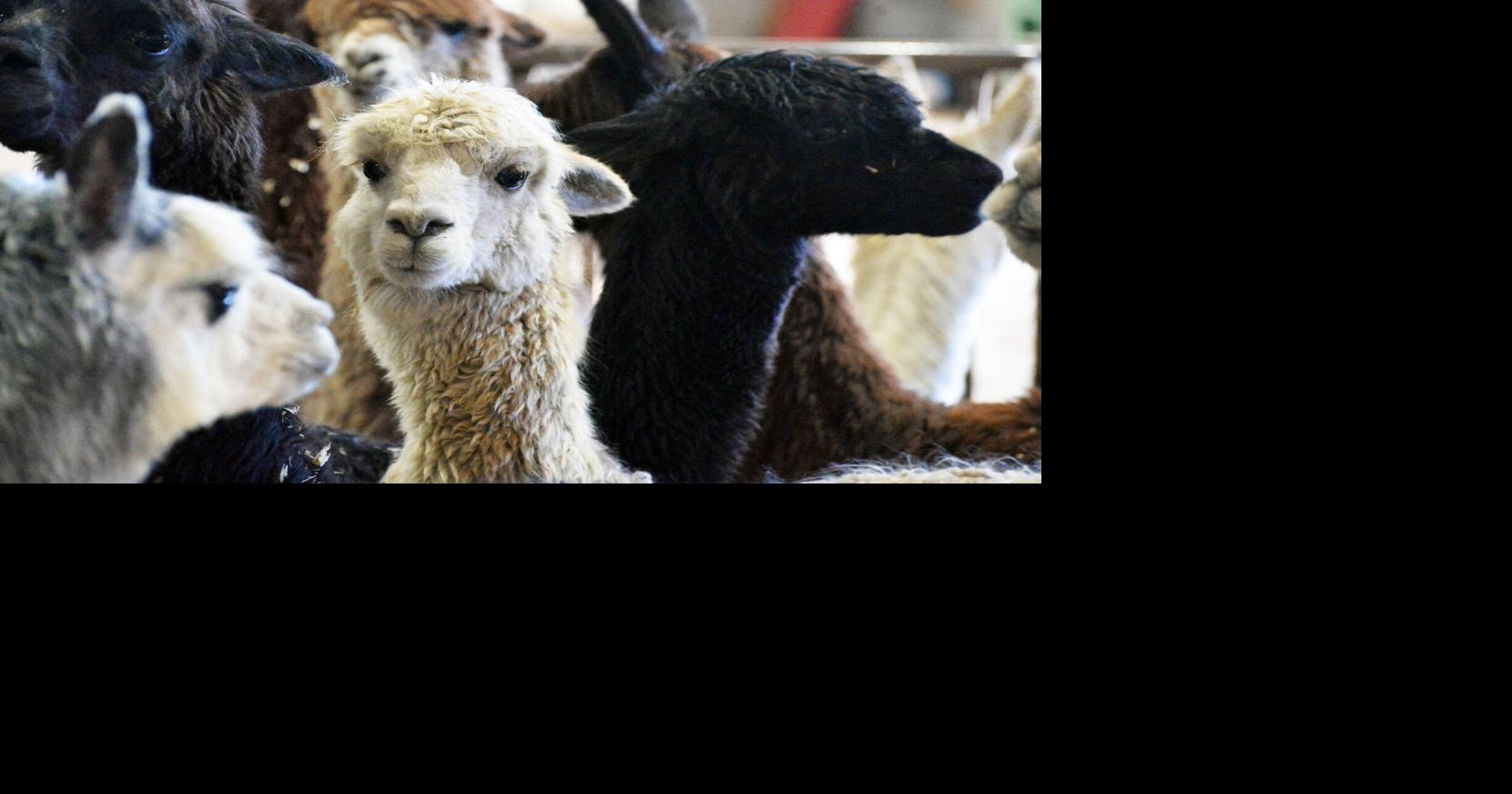 Long-haired animals take their turn under the shears | Free ...