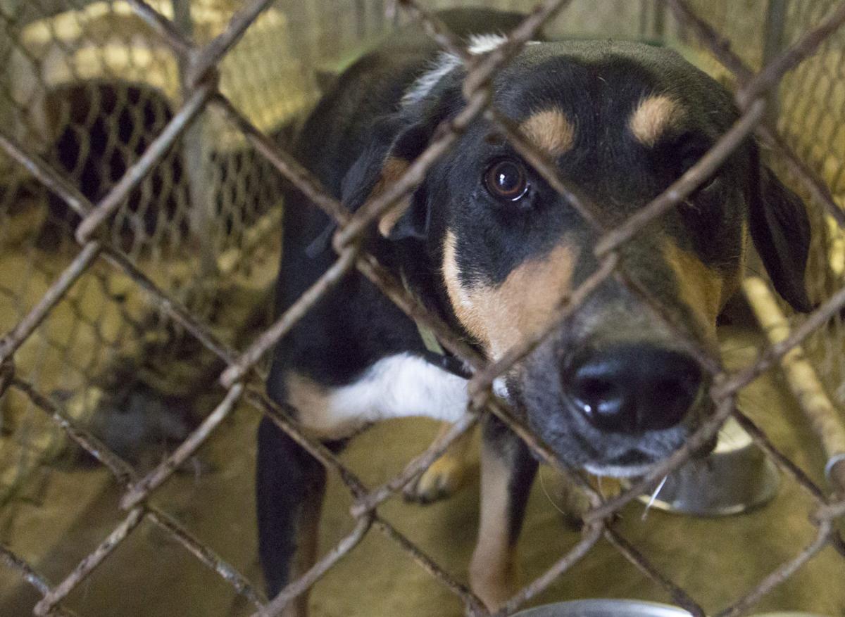 Cheaha Regional Humane Society Dogs | News | annistonstar.com