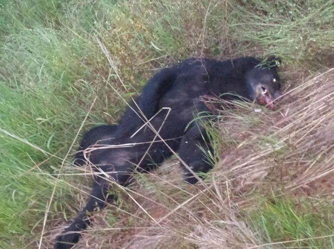 Black bear encounter in Alpine evidence that migration on the rise in ...