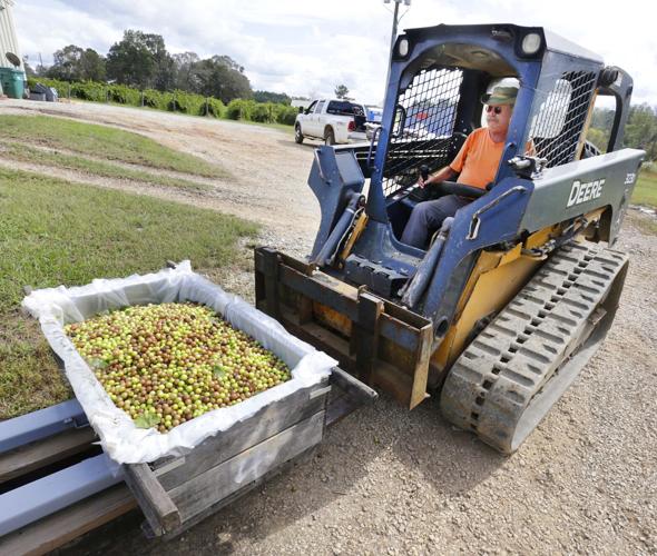 PHOTOS: How Fruithurst Winery Co. makes muscadine wine | Features ...