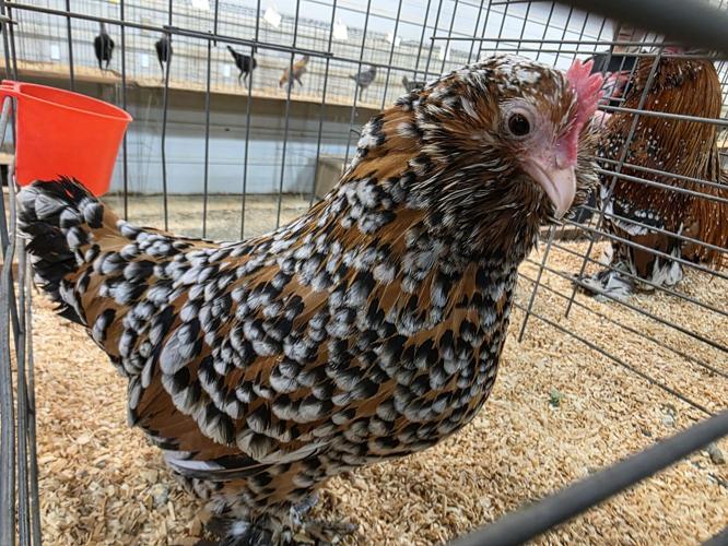 Hundreds of chickens, dozens of exhibitors fill Calhoun County poultry ...
