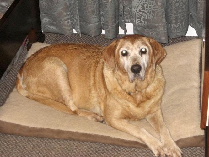 Former arson dog for city of Lincoln honored | The Daily Home ...