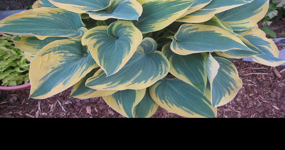 PLANT LEGENDS: A brief history of the hosta and its many shapes and ...