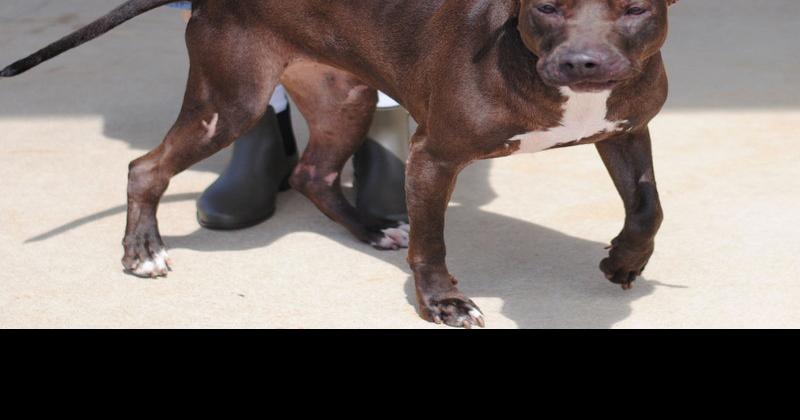 Anniston Animal Shelter: Onyx | Community | annistonstar.com