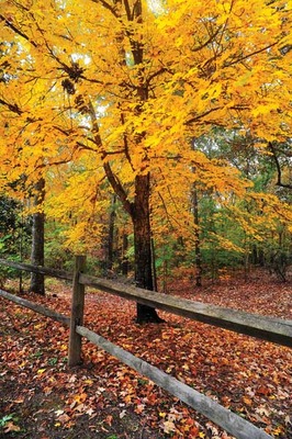 Fall festival: Star photographers capture the changing scenes of autumn ...