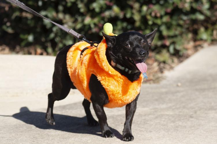 Photo gallery: King's Stables Horse and Hound Parade | The Daily Home ...