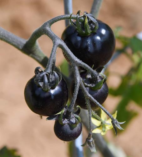 Community garden opens in Heflin | News | annistonstar.com