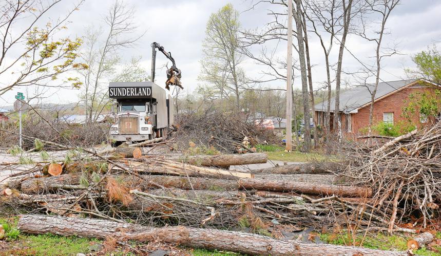 Jacksonville Trees | News | annistonstar.com