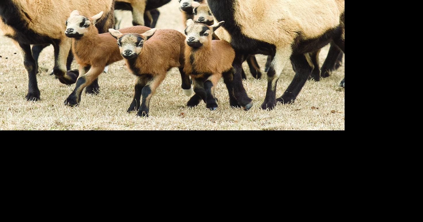 Frolicking flock of Barbado sheep | Life | annistonstar.com