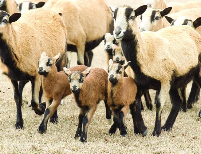 Frolicking flock of Barbado sheep | Life | annistonstar.com