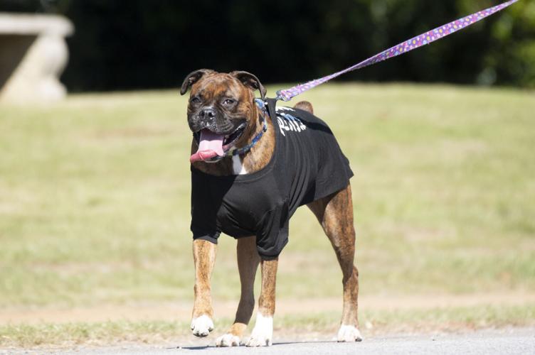Photo gallery: King's Stables Horse and Hound Parade | The Daily Home ...