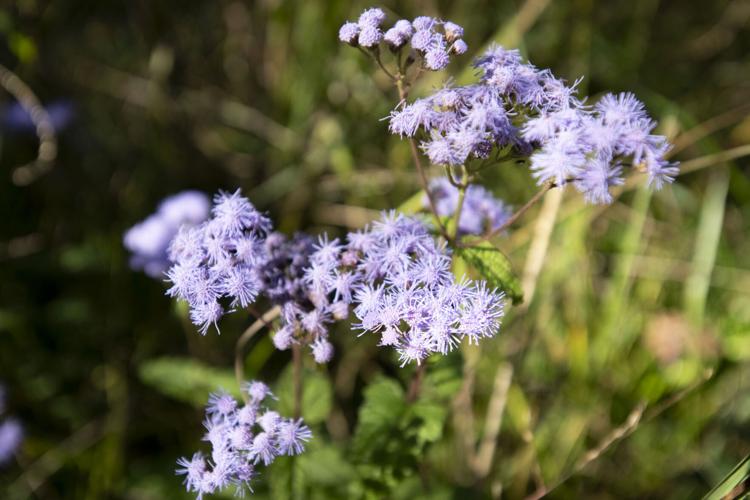 PHOTOS: Fall Native Wildflowers | The Daily Home | annistonstar.com
