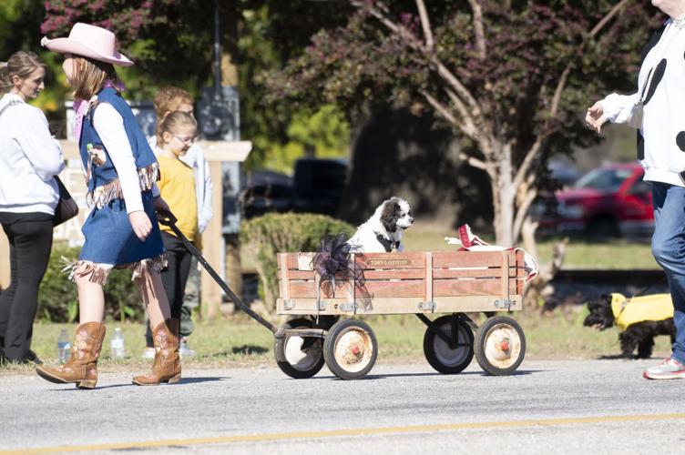 Photo gallery: King's Stables Horse and Hound Parade | The Daily Home ...