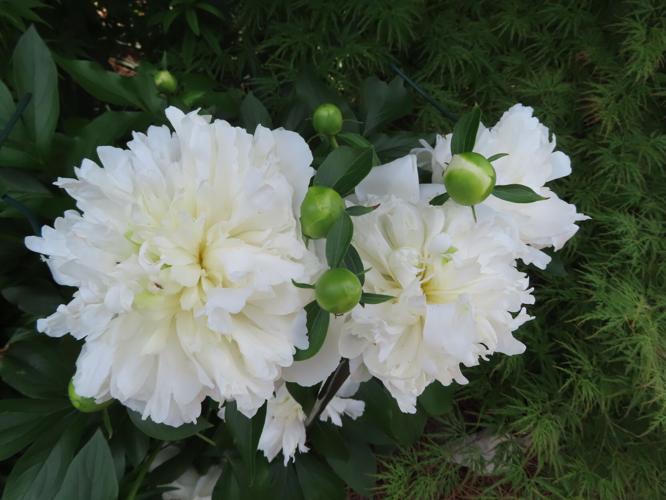 Sherry Blanton: The peony was April's fabulous flower | Home & Garden ...
