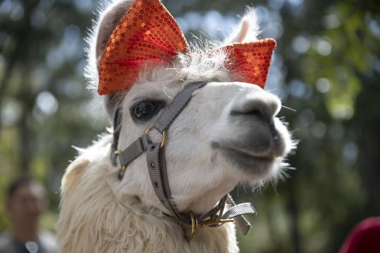 PHOTOS: Scenes from Anniston Museums and Gardens Fall Fest | Slideshows ...