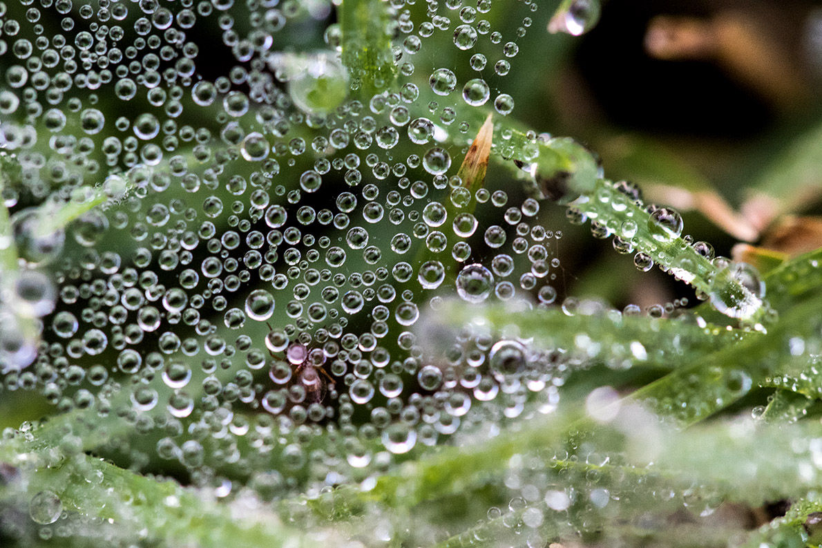 Dew catchers (photos) | The Daily Home | annistonstar.com