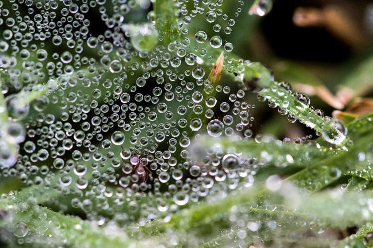 Dew catchers (photos) | The Daily Home | annistonstar.com