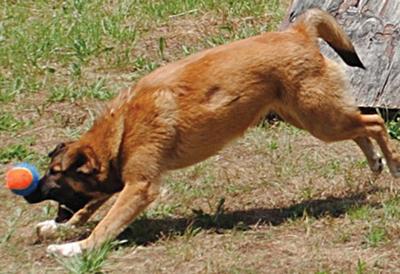 Anniston Animal Shelter: Aggie | Features | annistonstar.com