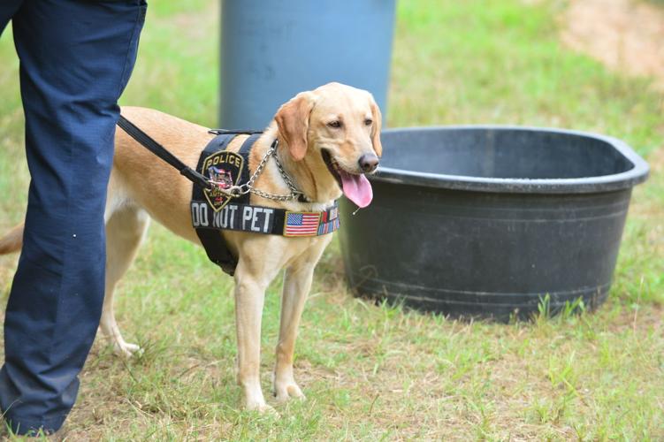 From Afghanistan to Anniston, military dogs get retirement fit for a ...