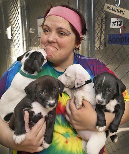 Photos: League for Animal Welfare Overwhelmed With Pet Drop Offs | News ...