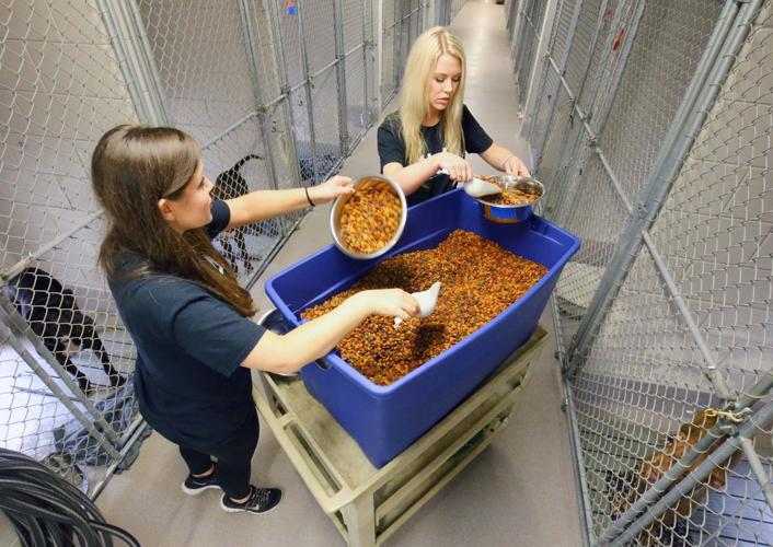 Anniston animal group sheltering dogs evacuated from areas hit by ...